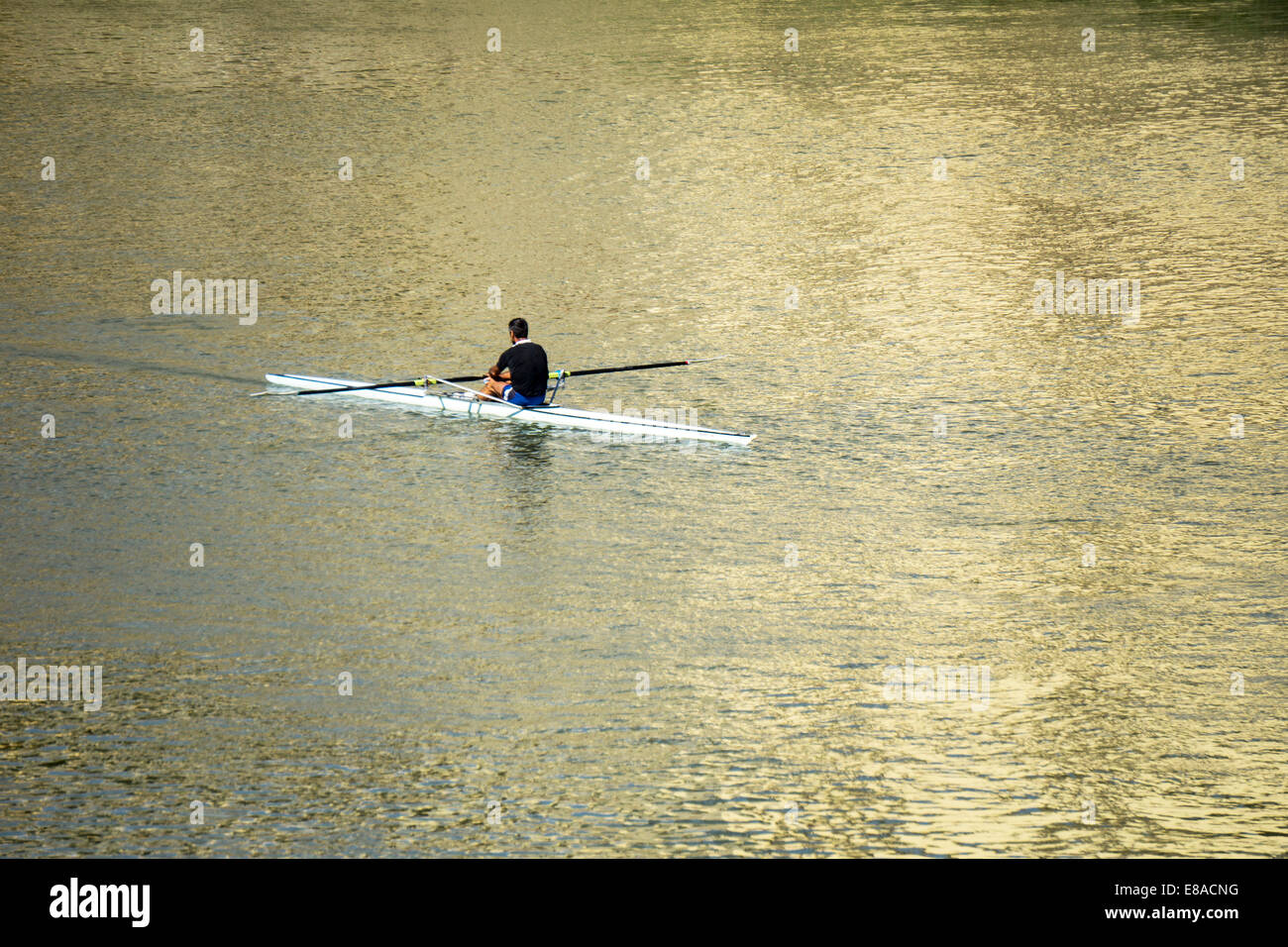 Sculling arno hi-res stock photography and images - Alamy