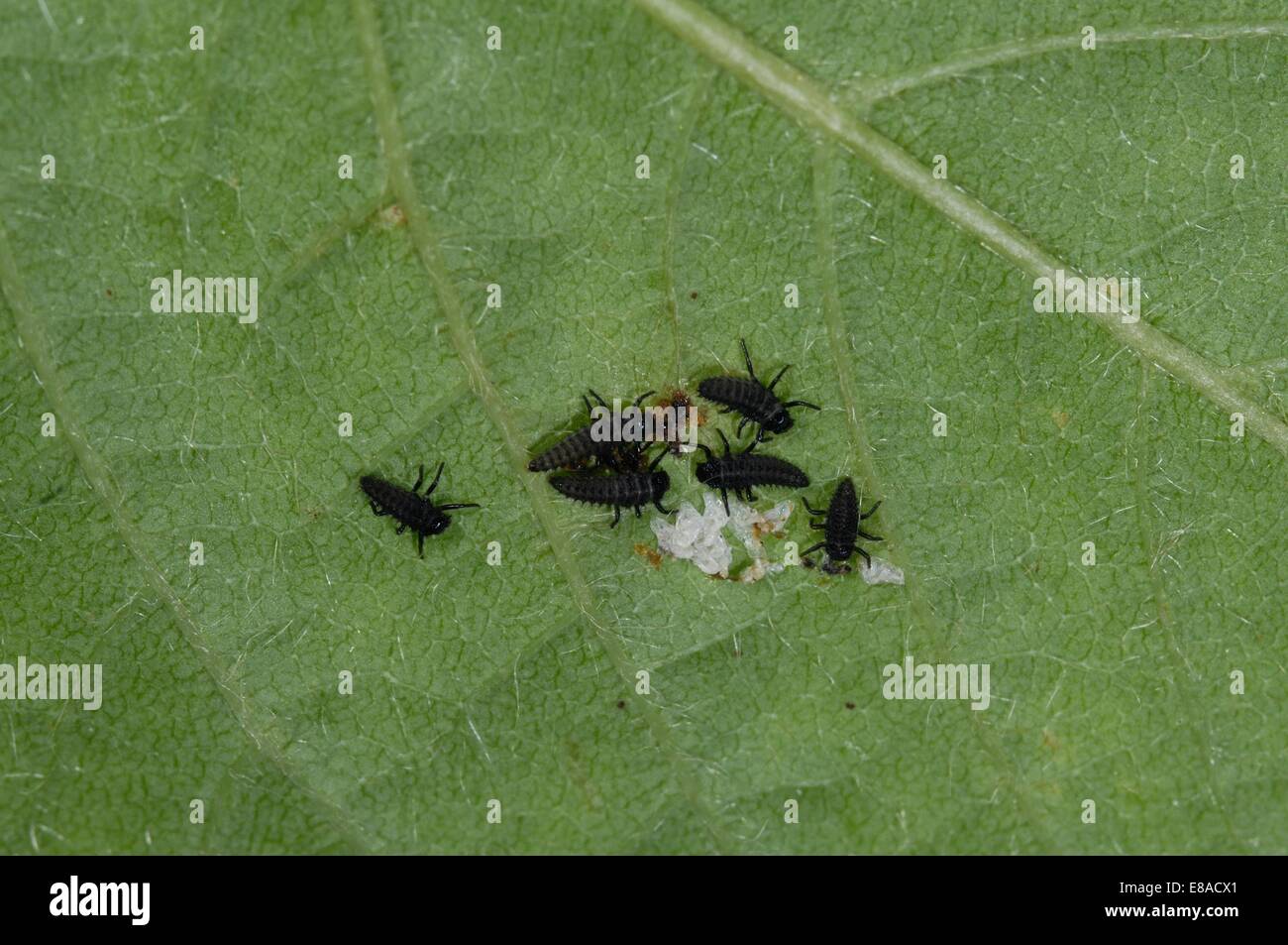 Asiatic Ladybird - Harlequin Ladybird - Multicolored Asian Lady Beetle ...