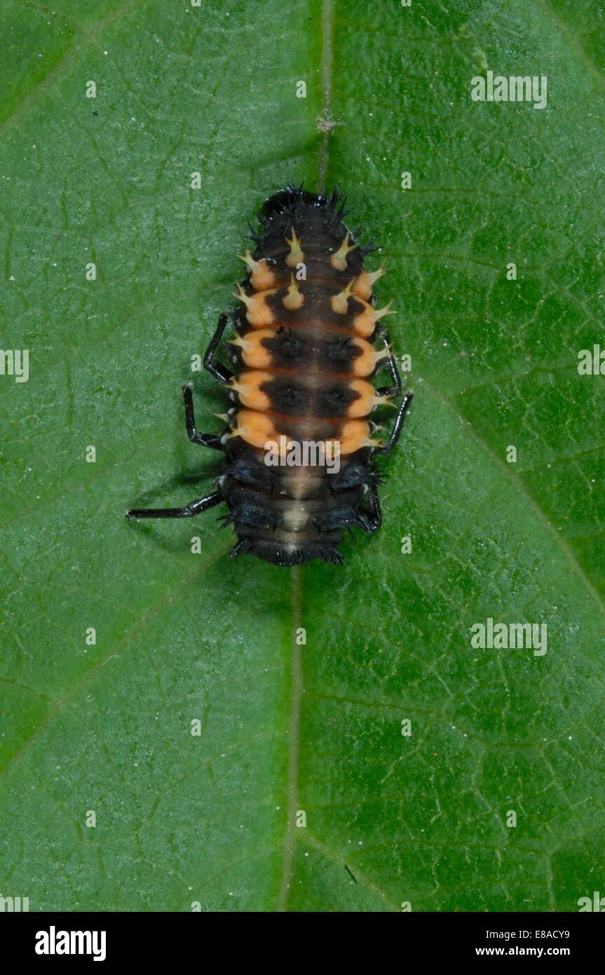 Asiatic Ladybird - Harlequin Ladybird (Harmonia axyridis) larva ...