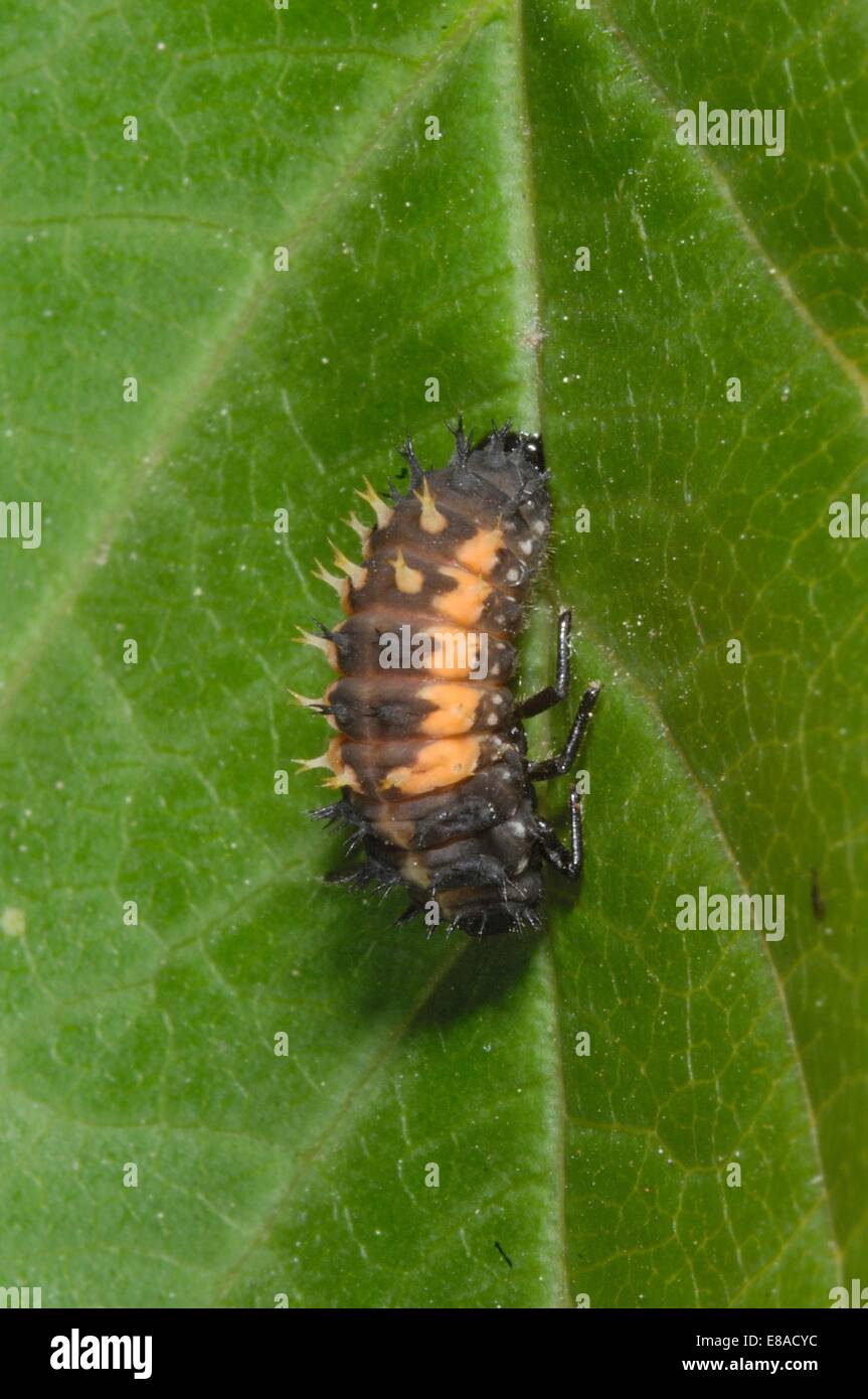 Asiatic Ladybird - Harlequin Ladybird (Harmonia axyridis) larva ...