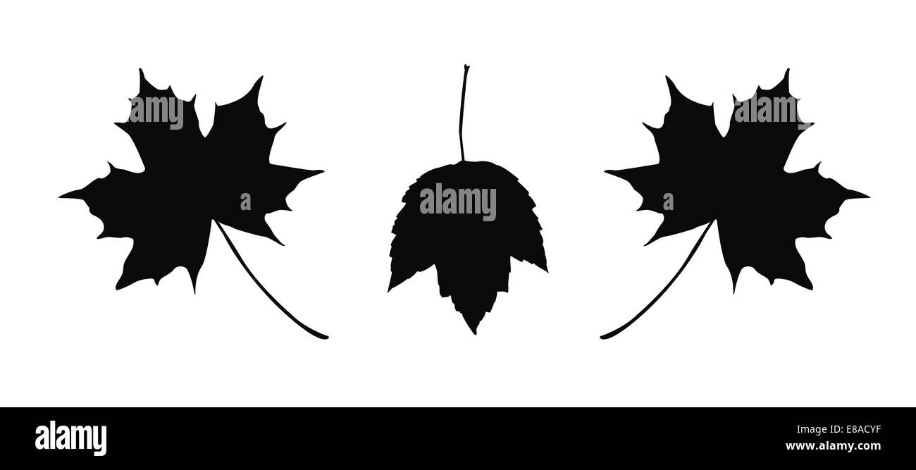 Detailed maple leaves illustration isolated on white Stock Photo - Alamy