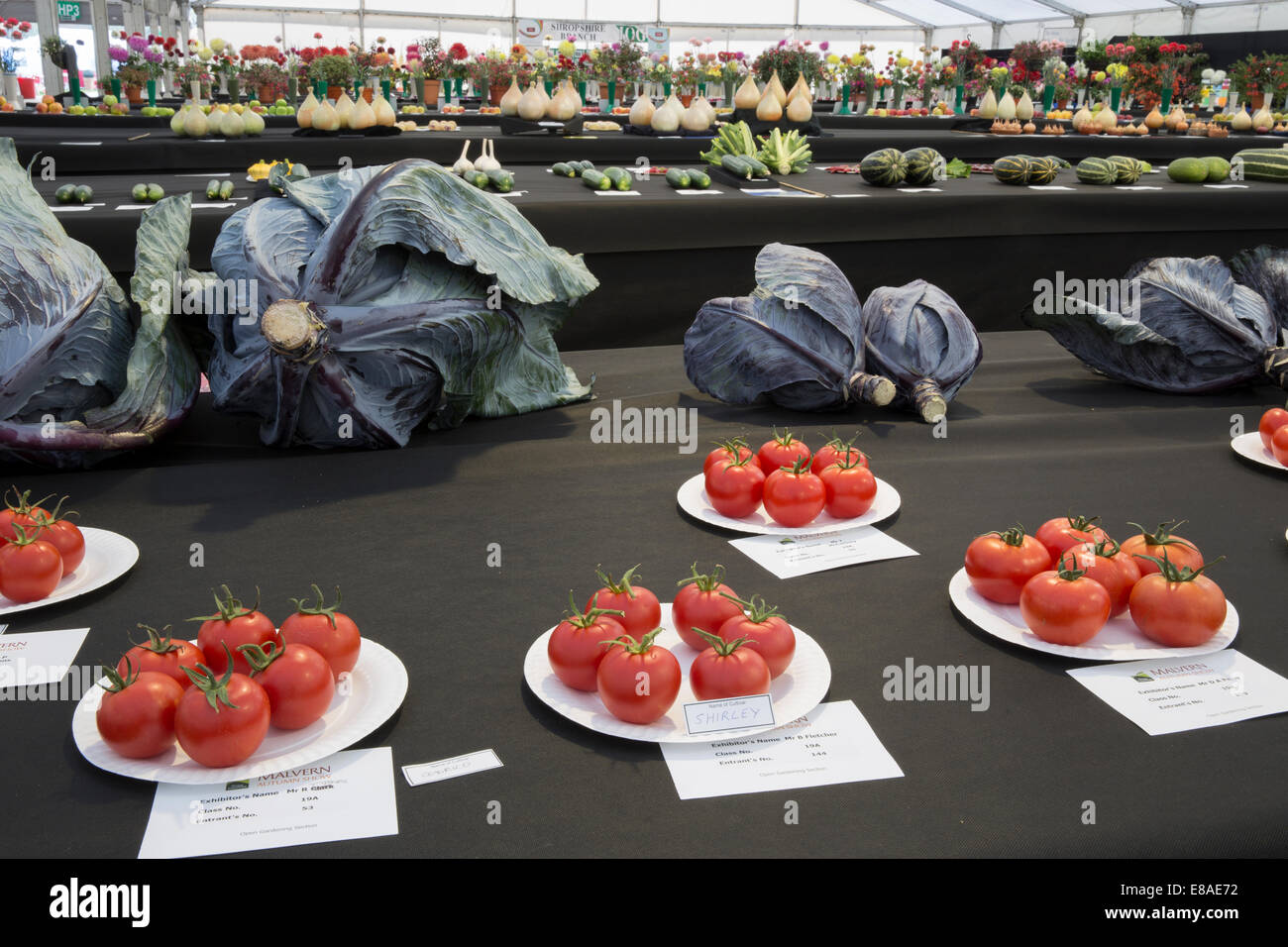 Malvern Autumn RHS show 2015 display of prize winning vegetables ...