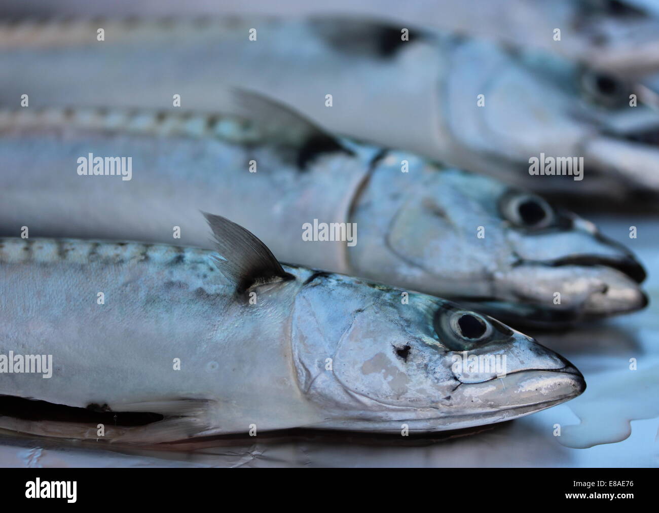 Seasonal fish catch hi-res stock photography and images - Alamy