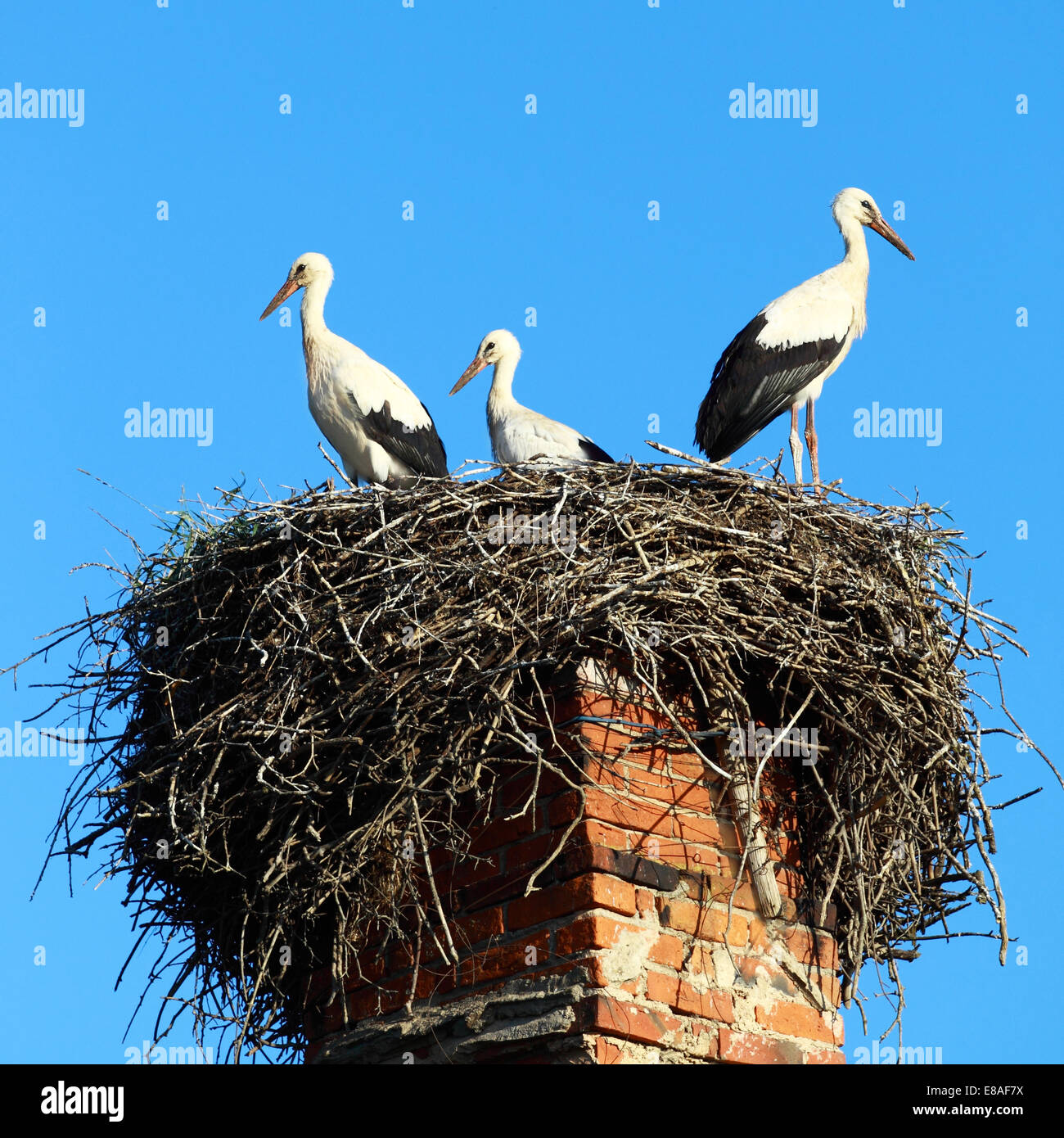 Large nest with three storks family on blue sky background Stock Photo ...