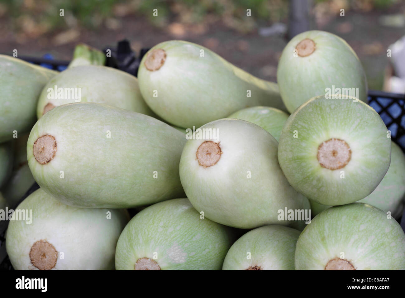 Pile of squashes hi-res stock photography and images - Alamy