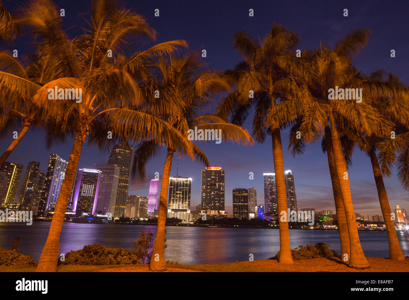 PALM TREES WATSON ISLAND DOWNTOWN SKYLINE BISCAYNE BAY MIAMI FLORIDA ...