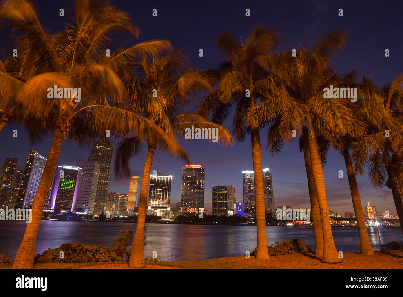 PALM TREES WATSON ISLAND DOWNTOWN SKYLINE BISCAYNE BAY MIAMI FLORIDA ...