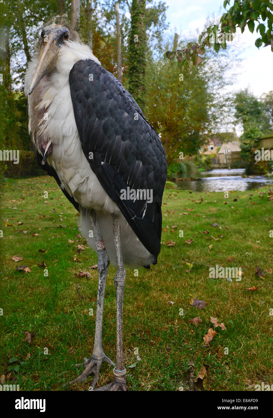 Picture By:Jules Annan Picture Shows:Birdland, Bourton on the Water ...
