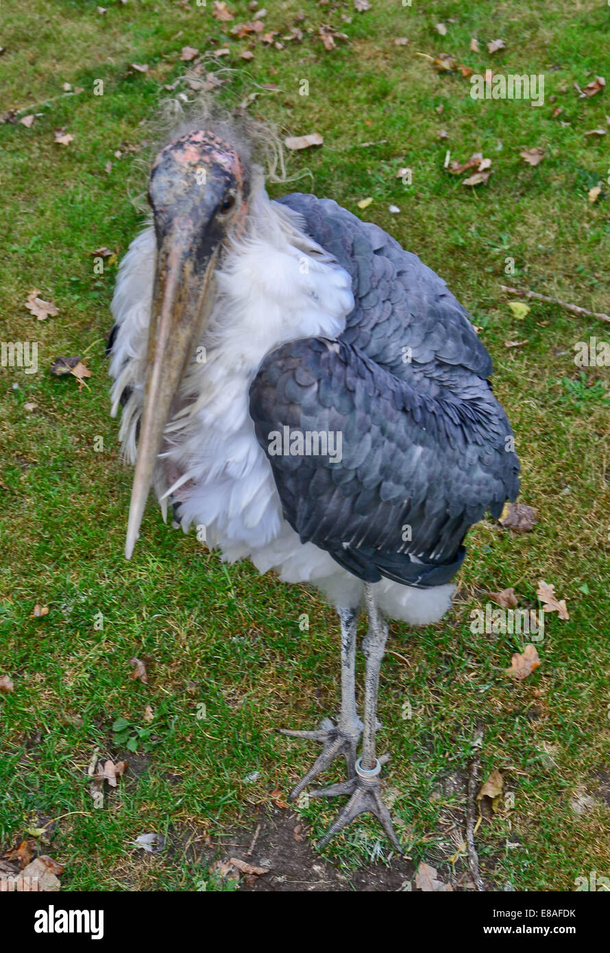 Picture By:Jules Annan Picture Shows:Birdland, Bourton on the Water ...