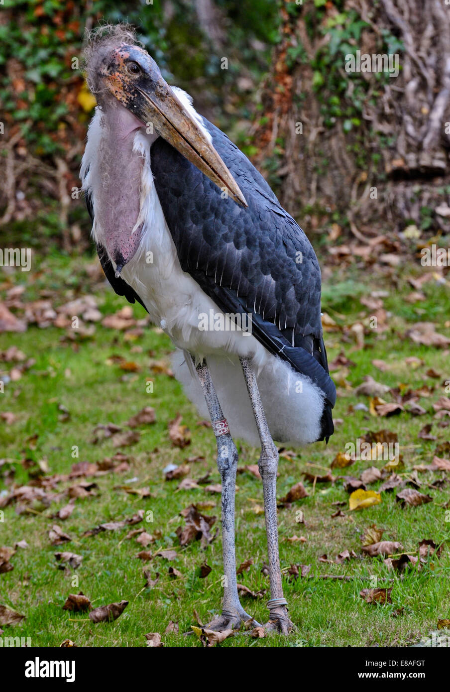 Picture By:Jules Annan Picture Shows:Birdland, Bourton on the Water ...