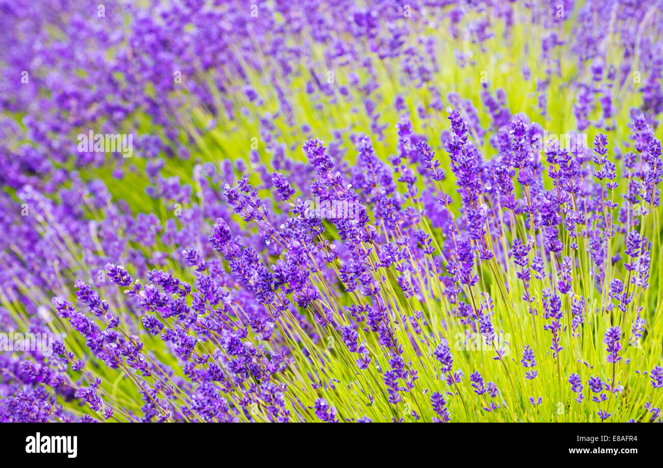 Lavender fields, Cotswolds, Worcestershire, UK Stock Photo - Alamy