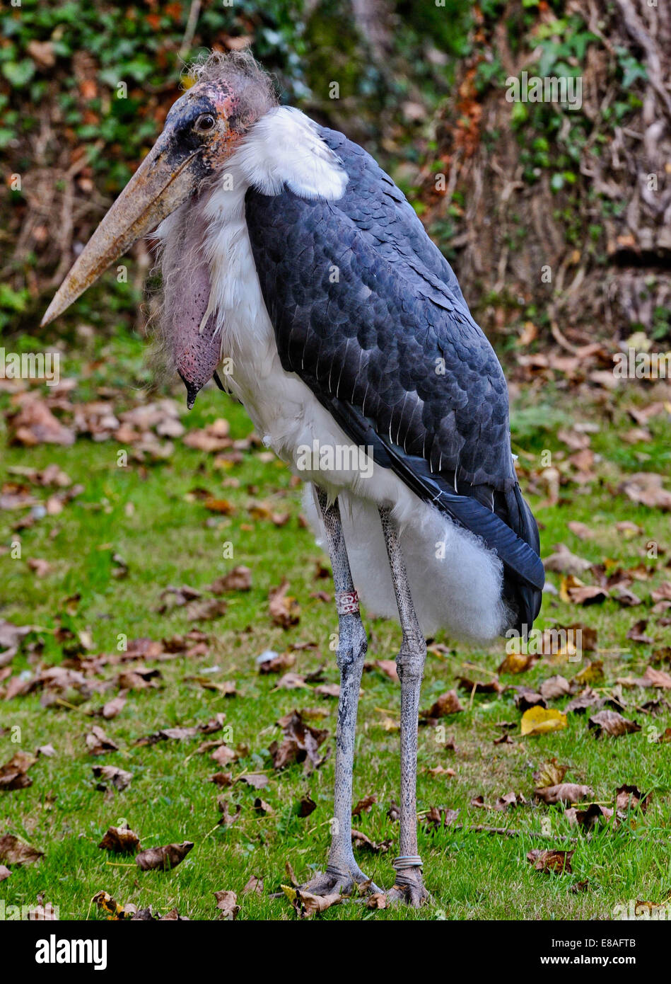 Picture By:Jules Annan Picture Shows:Birdland, Bourton on the Water ...
