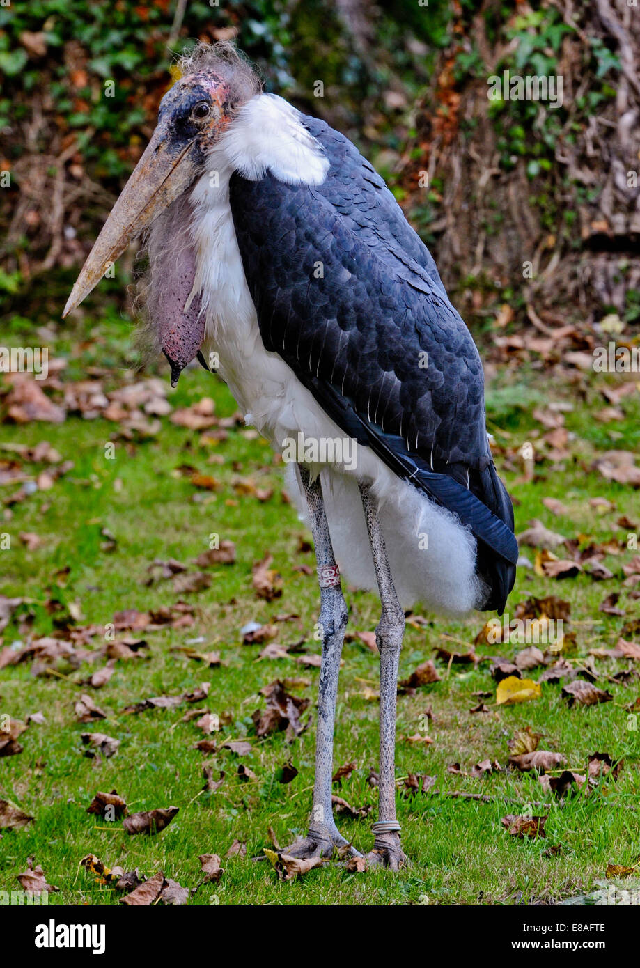 Picture By:Jules Annan Picture Shows:Birdland, Bourton on the Water ...
