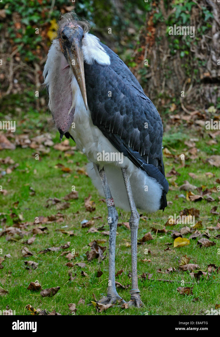 Picture By:Jules Annan Picture Shows:Birdland, Bourton on the Water ...