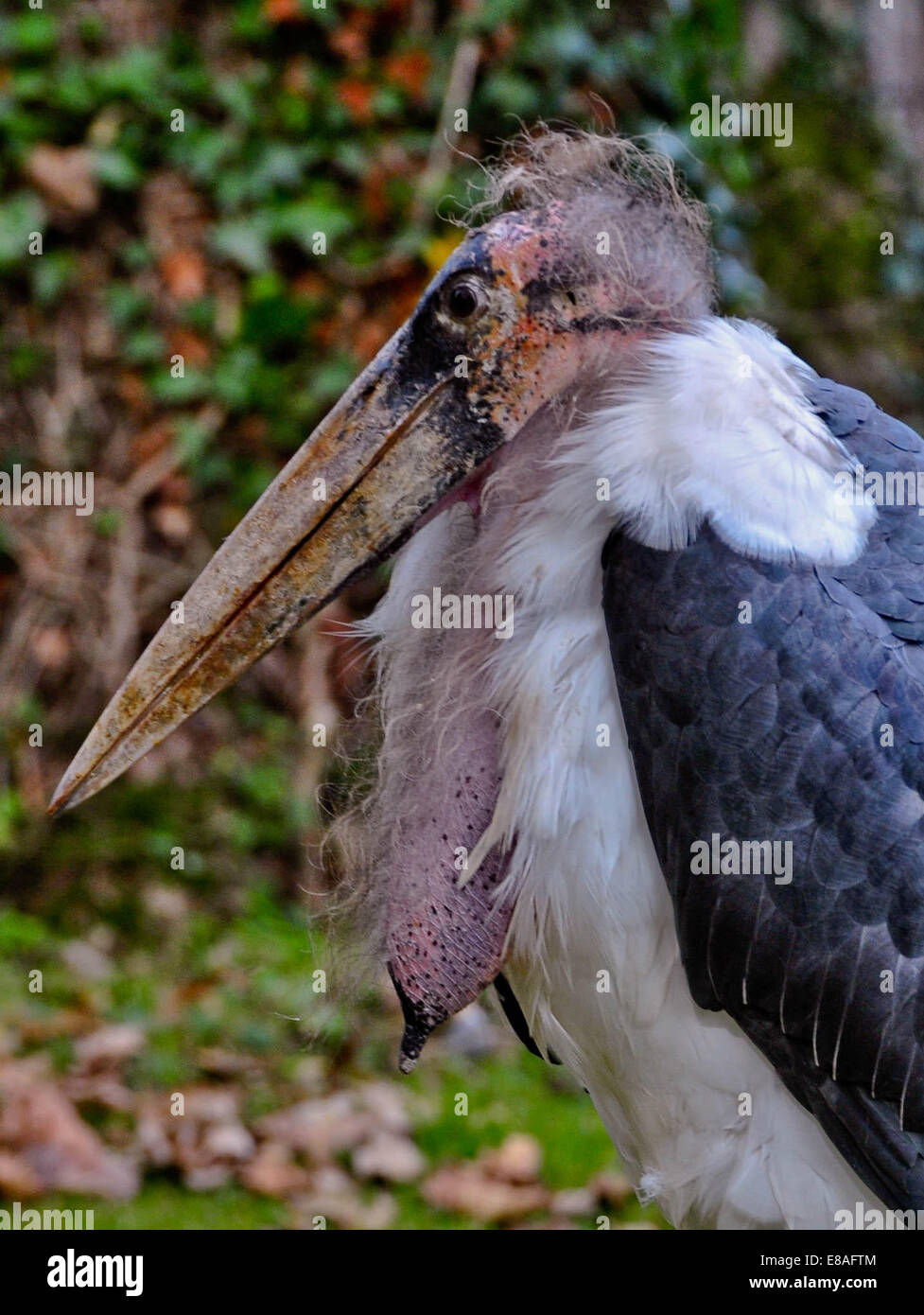 Picture By:Jules Annan Picture Shows:Birdland, Bourton on the Water ...