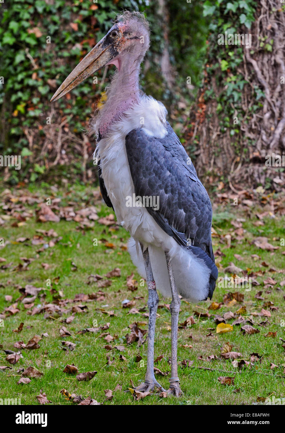 Picture By:Jules Annan Picture Shows:Birdland, Bourton on the Water ...