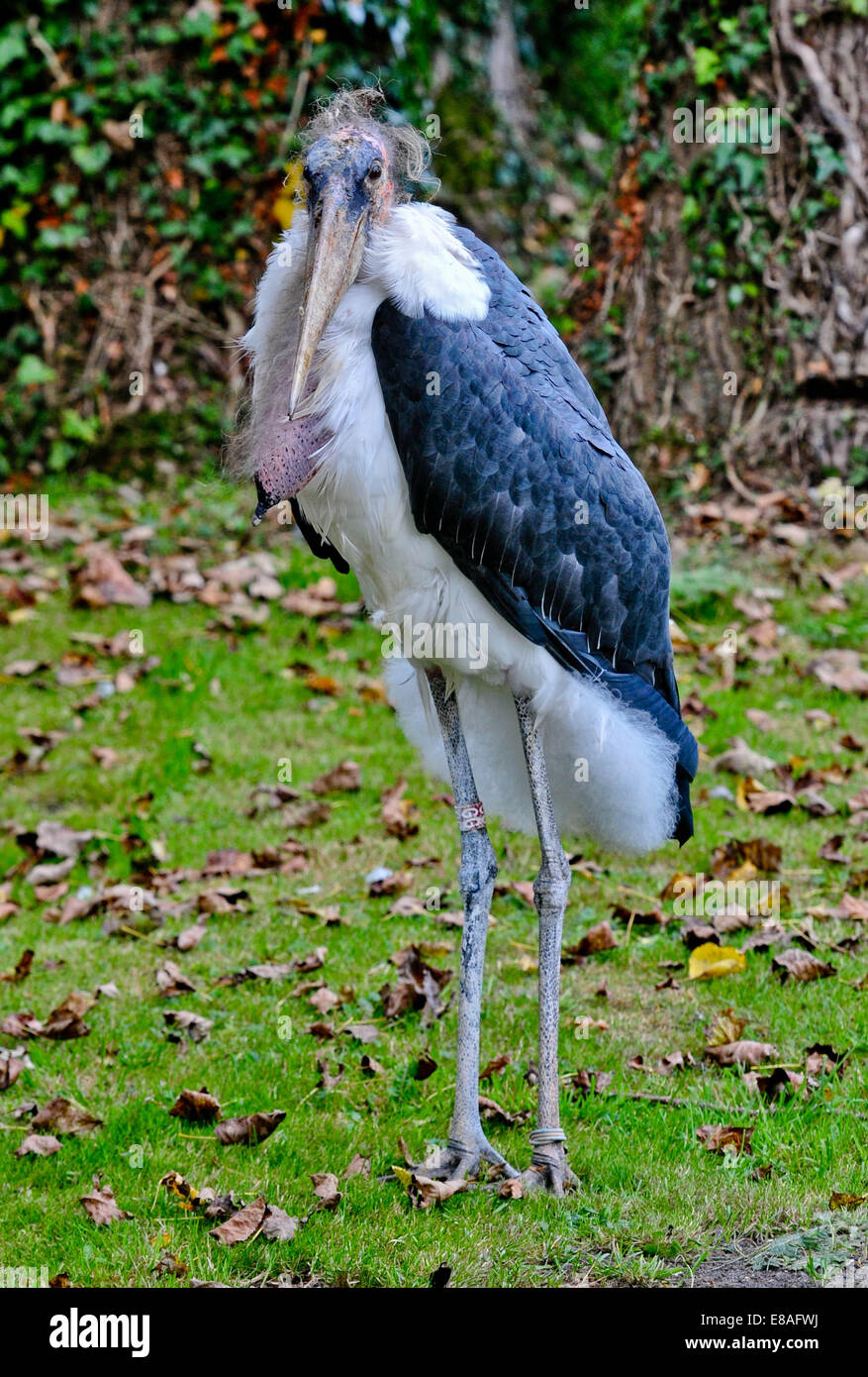Picture By:Jules Annan Picture Shows:Birdland, Bourton on the Water ...