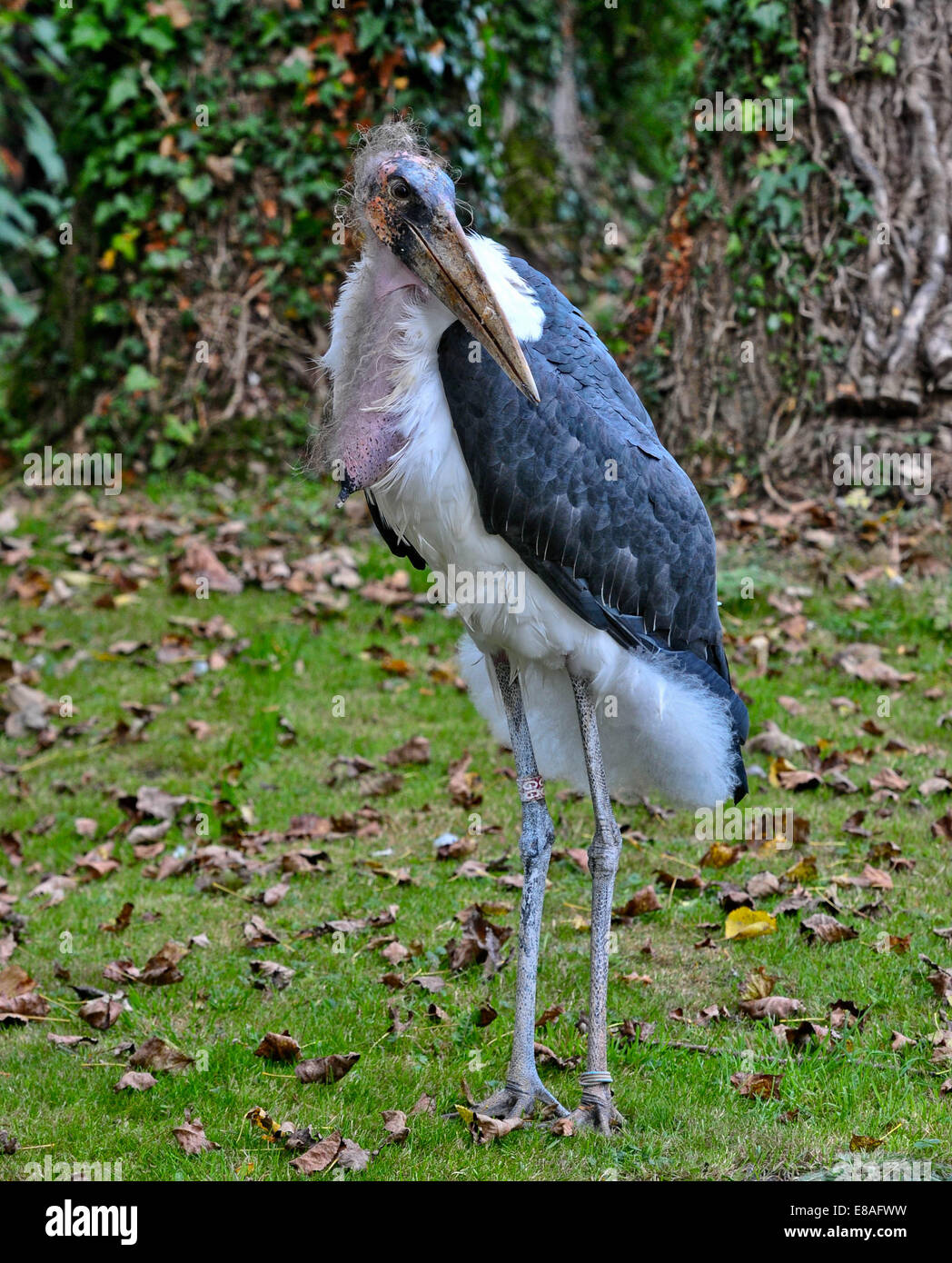 Picture By:Jules Annan Picture Shows:Birdland, Bourton on the Water ...