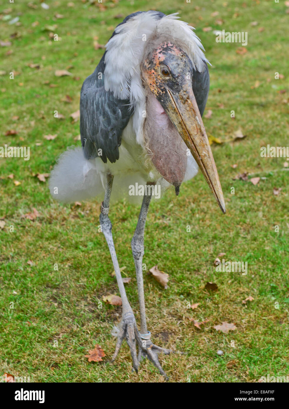 Picture By:Jules Annan Picture Shows:Birdland, Bourton on the Water ...