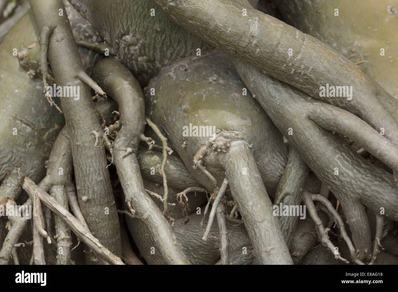 Rose plant roots hi-res stock photography and images - Alamy