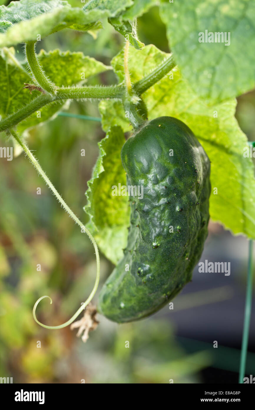 Growing process of cucumber Stock Photo - Alamy