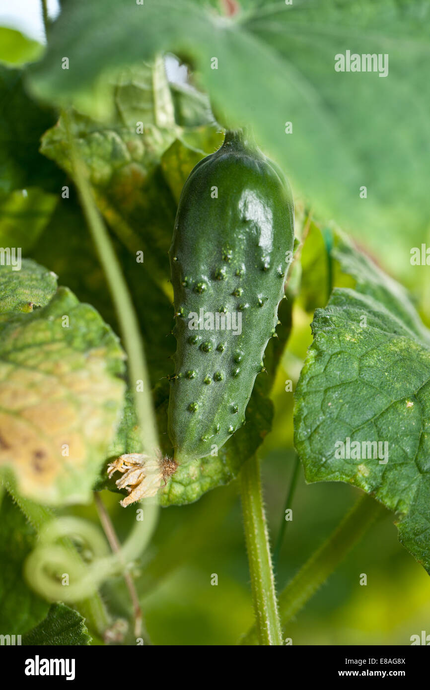 Growing process of cucumbers Stock Photo - Alamy