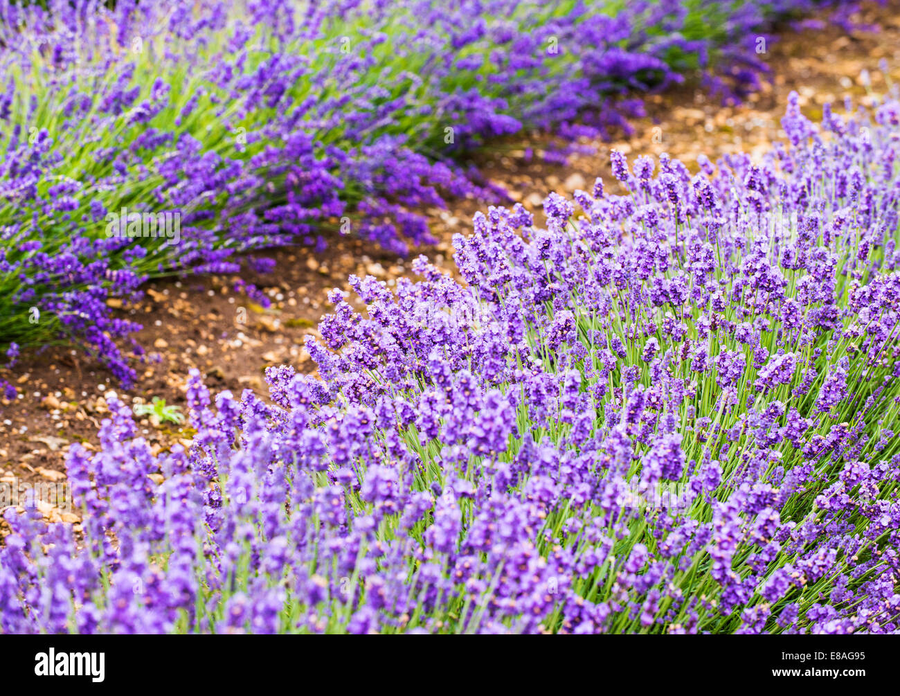 Lavender field cotswolds hi-res stock photography and images - Alamy