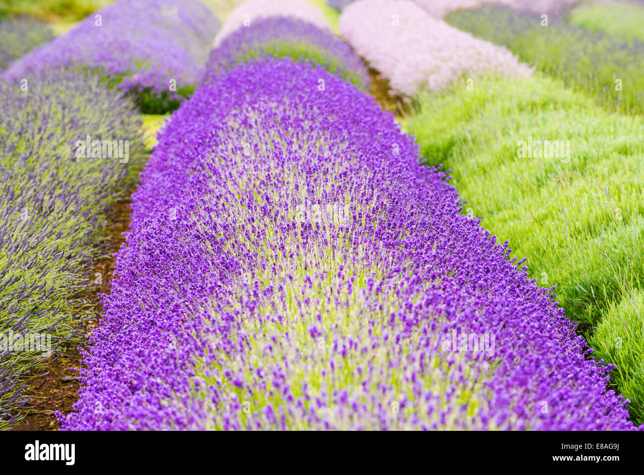 Lavender fields, Cotswolds, Worcestershire, UK Stock Photo - Alamy