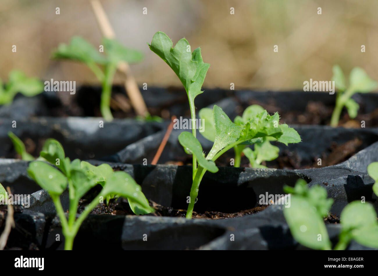 Blue Kale Seedlings