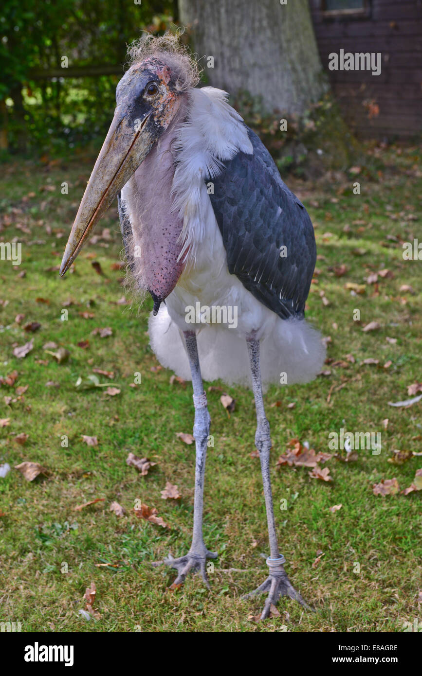 Picture By:Jules Annan Picture Shows:Birdland, Bourton on the Water ...