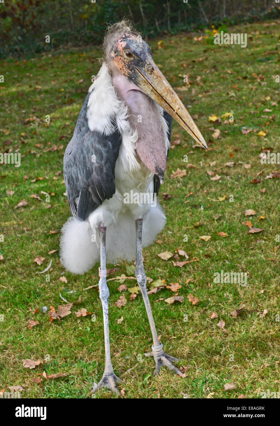 Picture By:Jules Annan Picture Shows:Birdland, Bourton on the Water ...