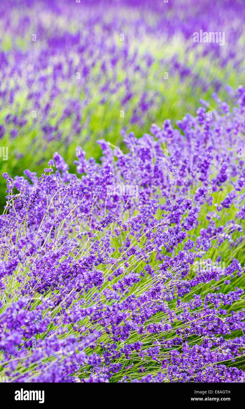 Cotswold Lavender Fields Stock Photos & Cotswold Lavender Fields Stock ...