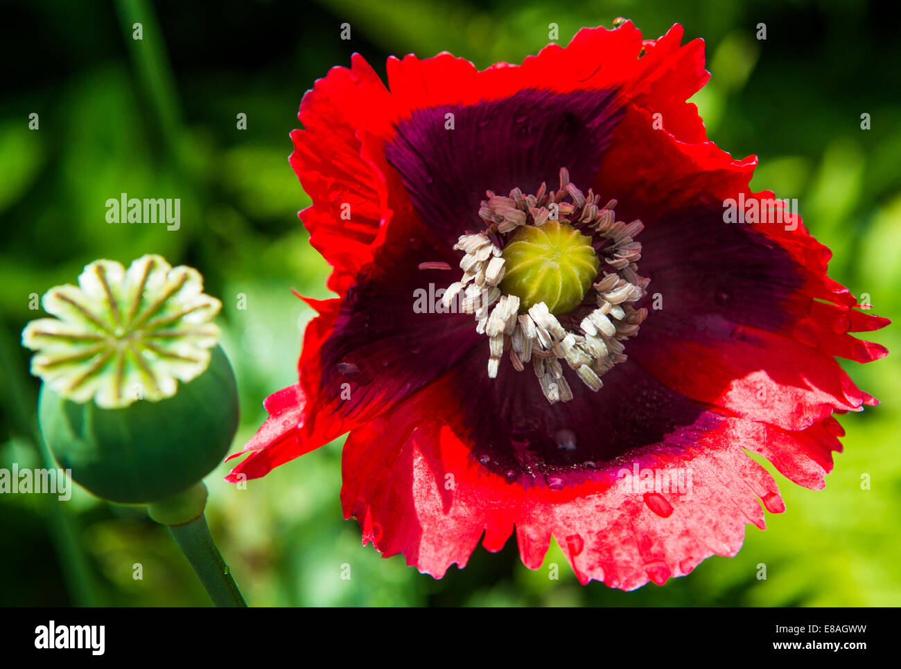 Poppies Uk High Resolution Stock Photography and Images - Alamy