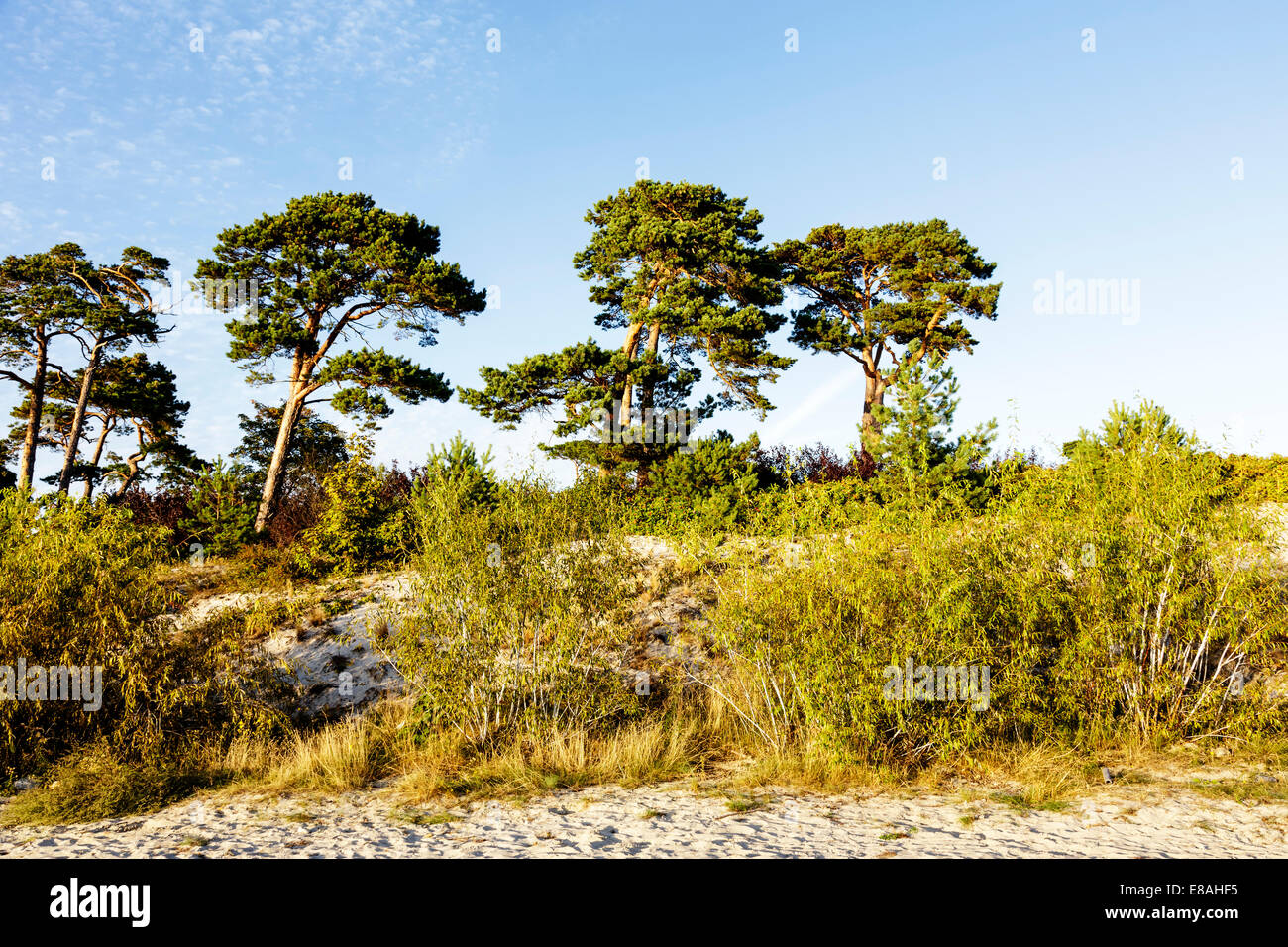 Sand dunes and pine trees Stock Photo - Alamy