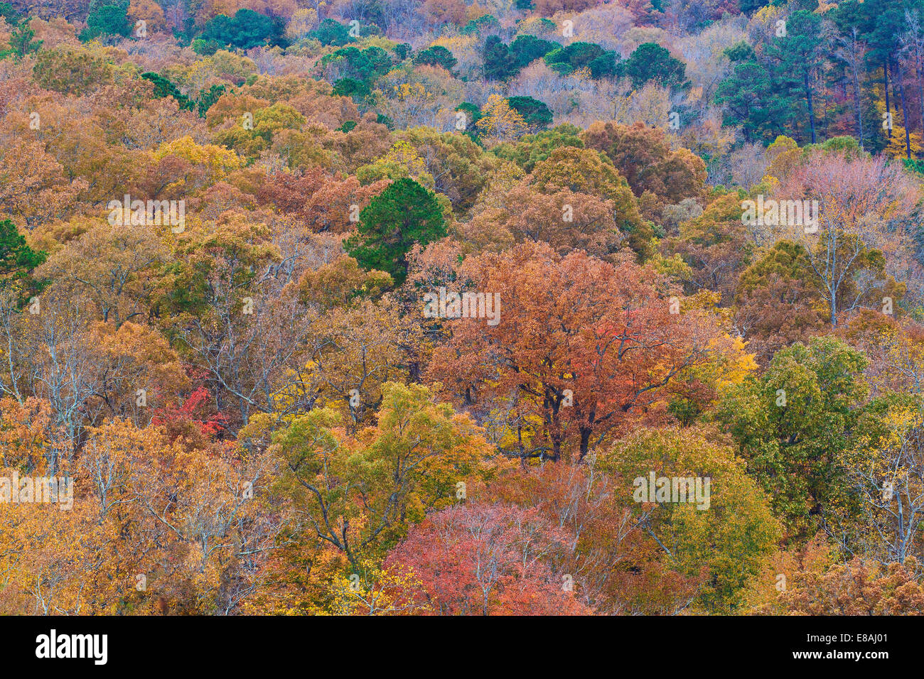 Overlook woods hi-res stock photography and images - Alamy