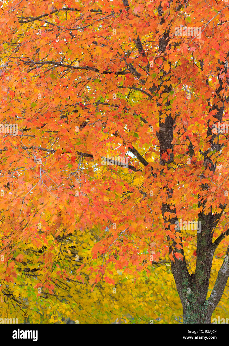 Orange maple leaves in forest hi-res stock photography and images - Alamy