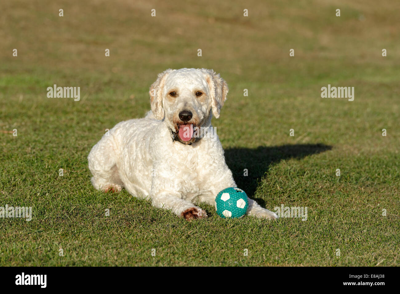 A happy looking beige coloured Labradoodle with his ball on an area of ...