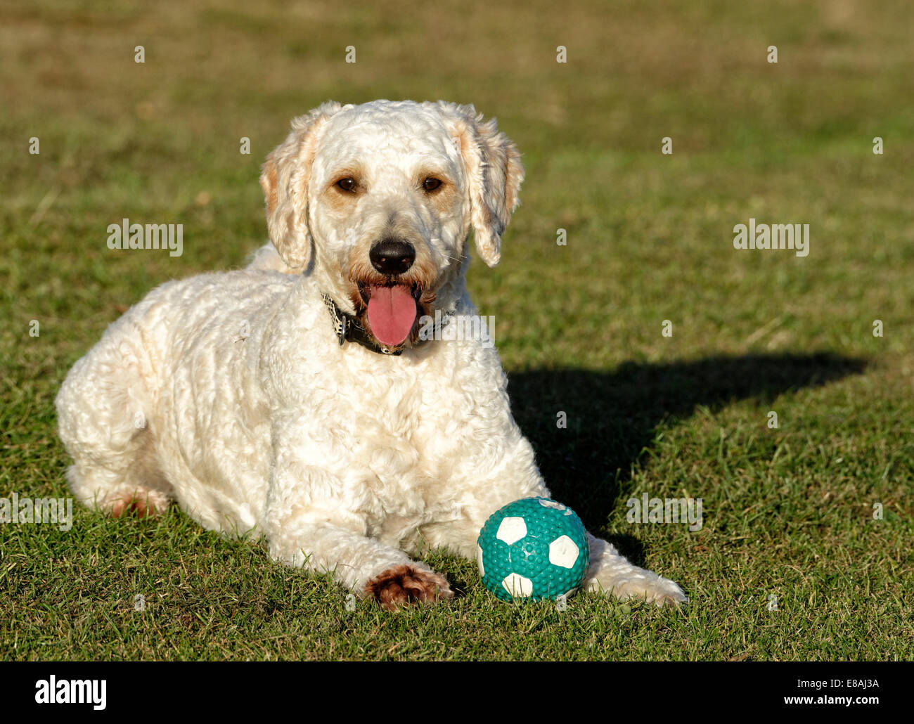 A happy looking beige coloured Labradoodle with his ball on an area of ...