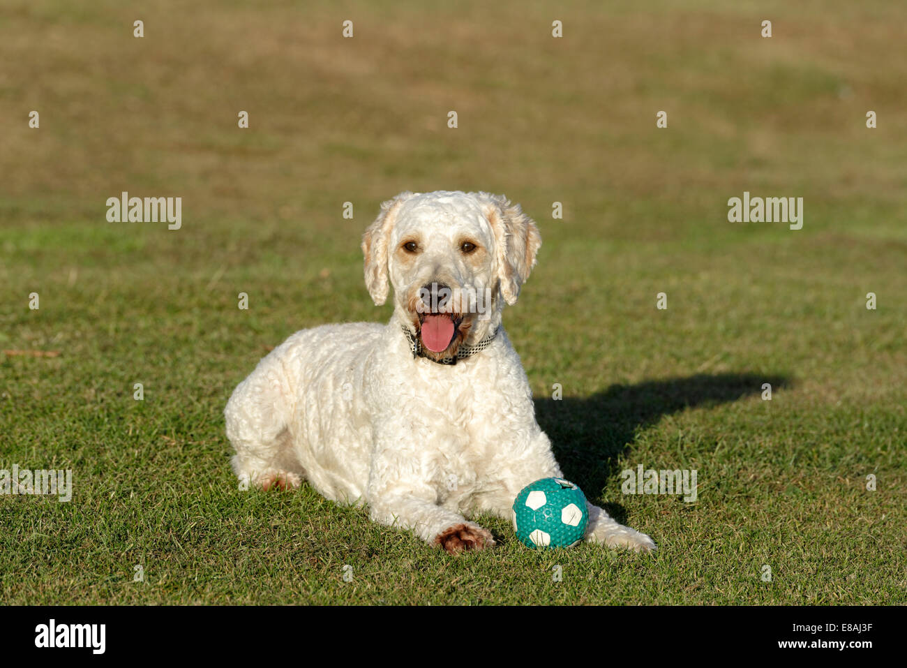 Labradoodle tongue out panting hi-res stock photography and images - Alamy