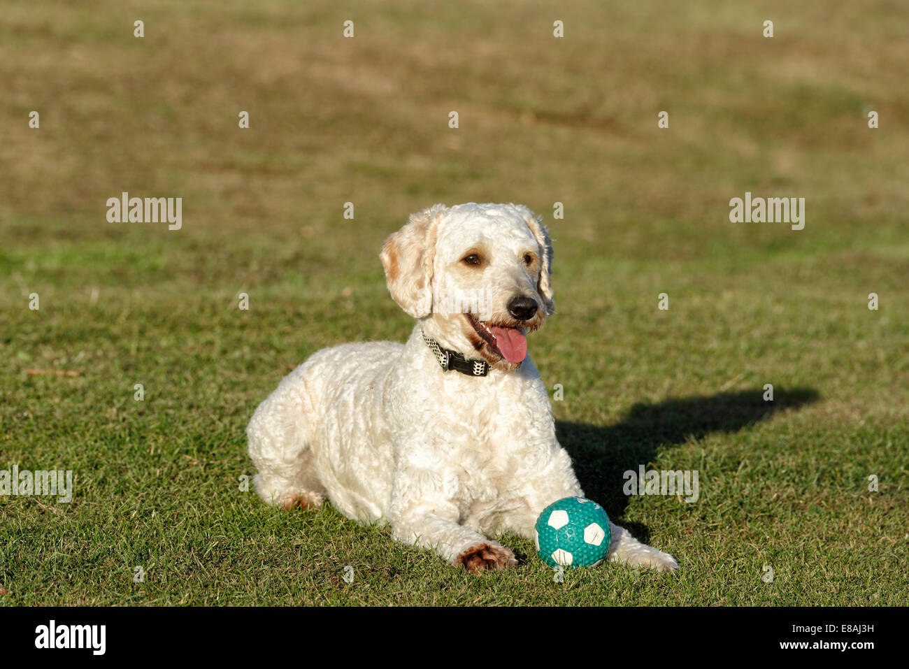 A happy looking beige coloured Labradoodle with his ball on an area of ...