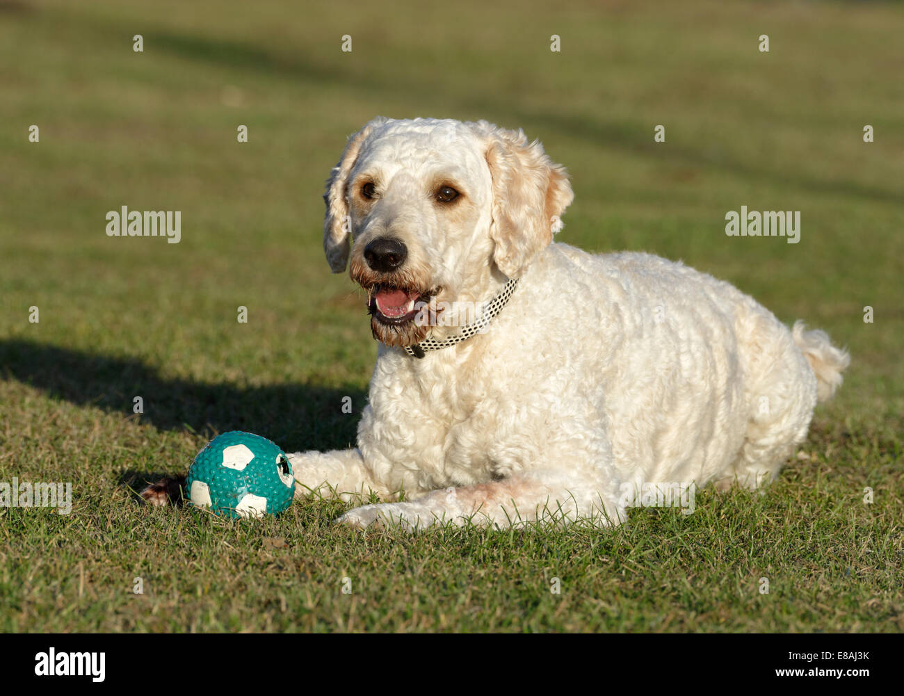 A happy looking beige coloured Labradoodle with his ball on an area of ...