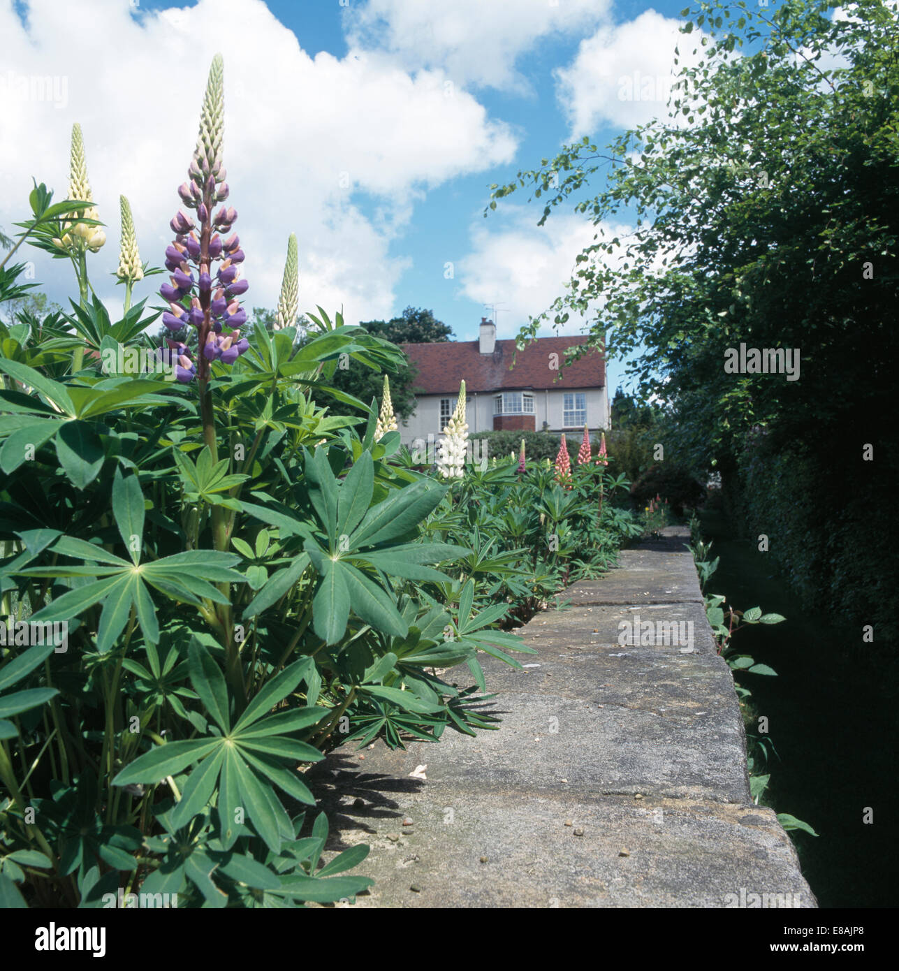 Perennials lupin lupins borders hi-res stock photography and images - Alamy
