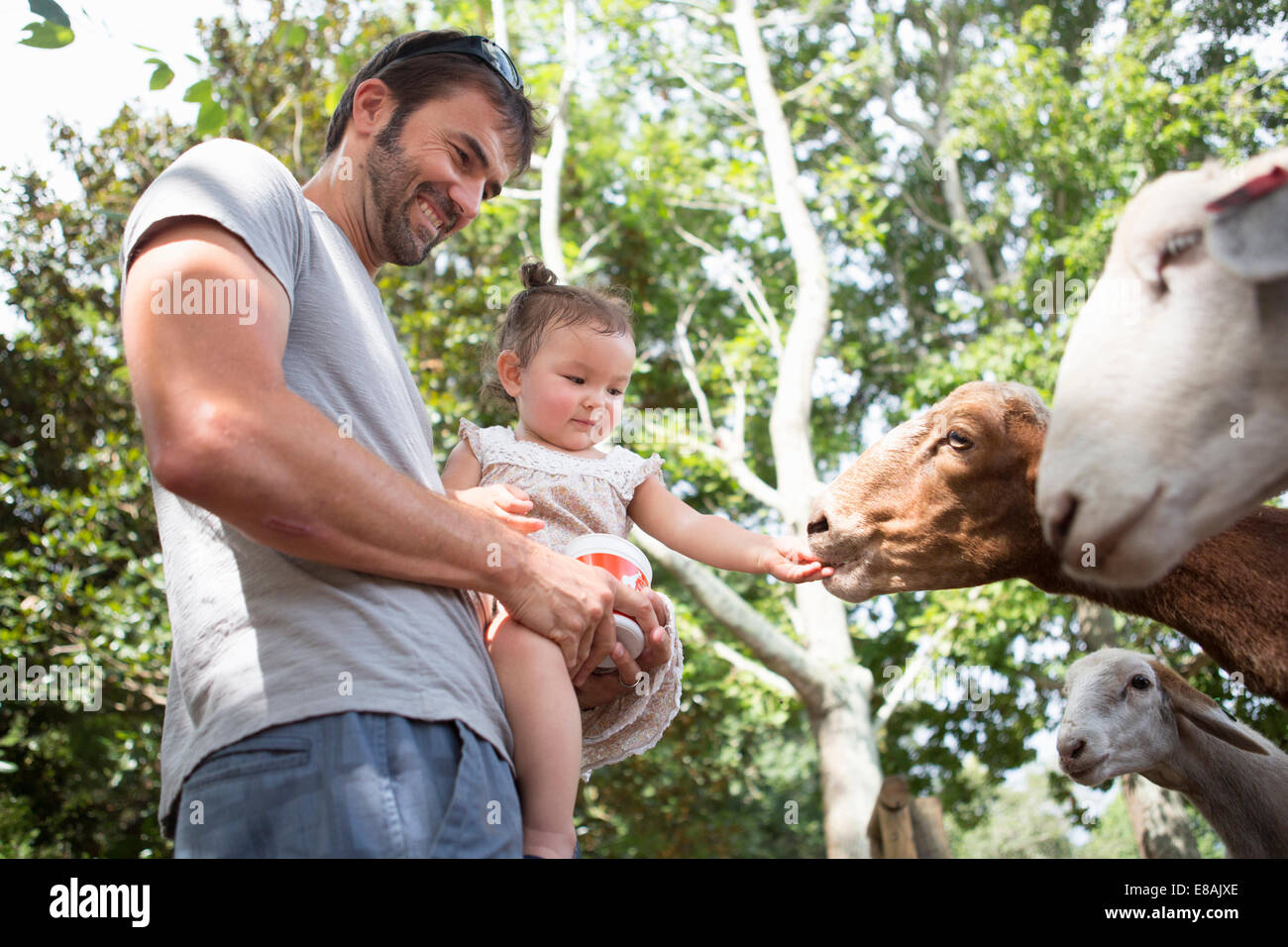 Father and baby daughter feeding goats at zoo Stock Photo - Alamy
