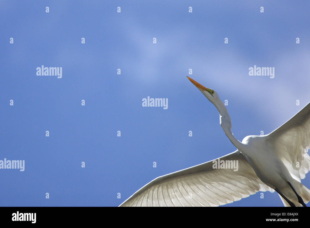 Great inagua bahamas hi-res stock photography and images - Alamy