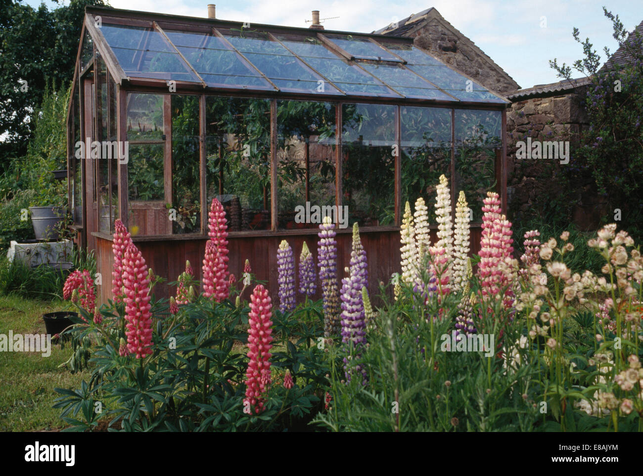 Perennials lupin lupins borders hi-res stock photography and images - Alamy