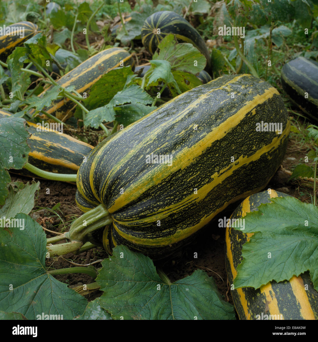 Large marrow hi-res stock photography and images - Alamy