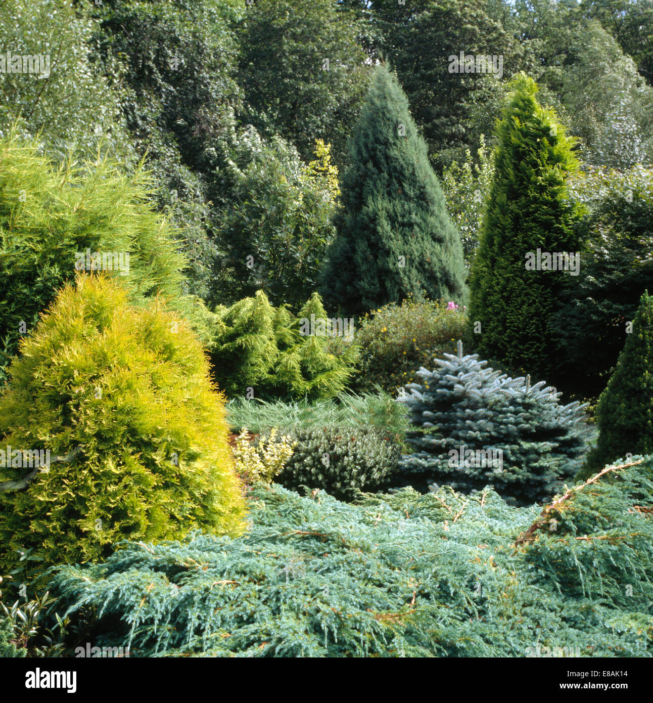 A variety of conifers growing in low maintenace garden Stock Photo - Alamy