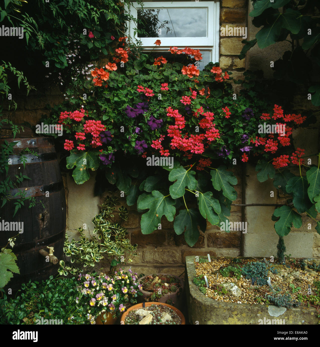 Close-up of red geraniums in window box above pot of violas and old ...