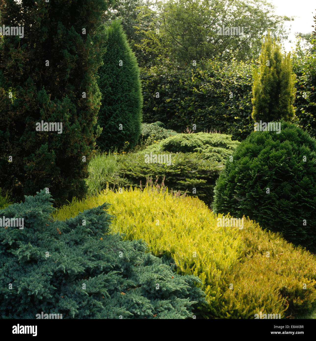 Low growing and tall conifers growing in shrubbery garden Stock Photo ...