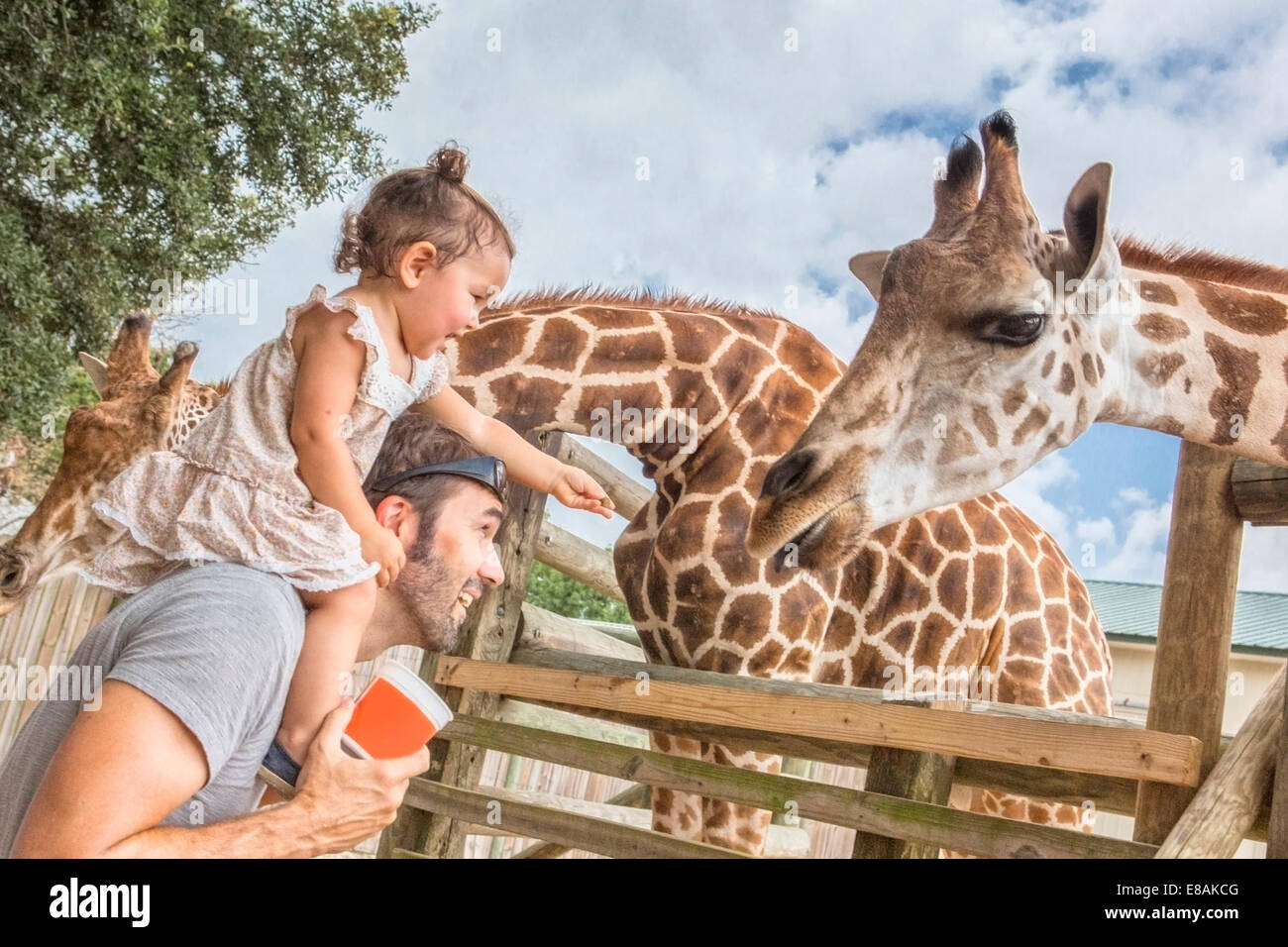Baby girl on fathers shoulders feeding giraffes at zoo Stock Photo - Alamy